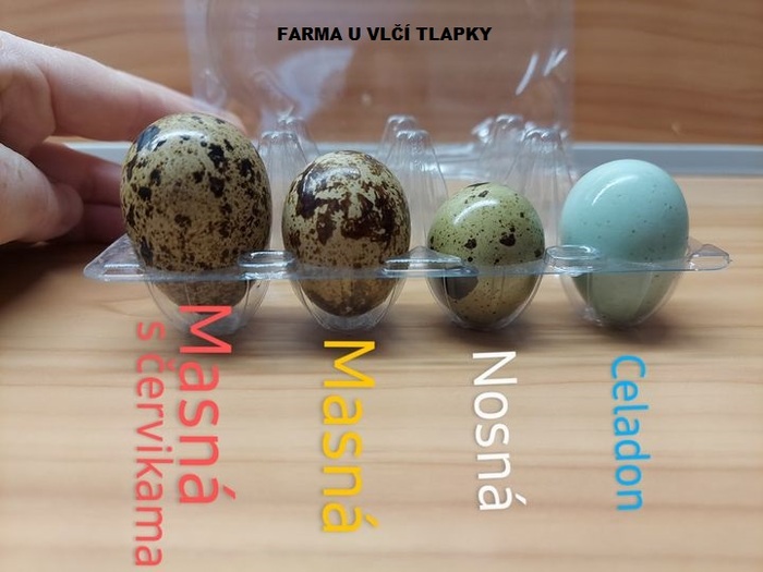 Křepelky popis :: Farma u Vlčí tlapky